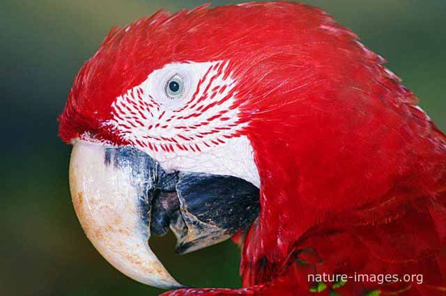 White Scarlet Macaw
