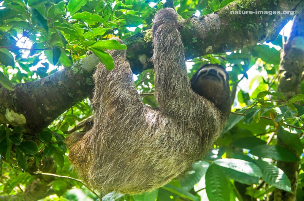 Sloths Archives | Nature and wildlife image collection