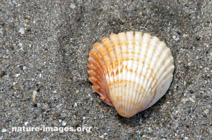 Orange Sea Shell on a beach – Nature-images.org