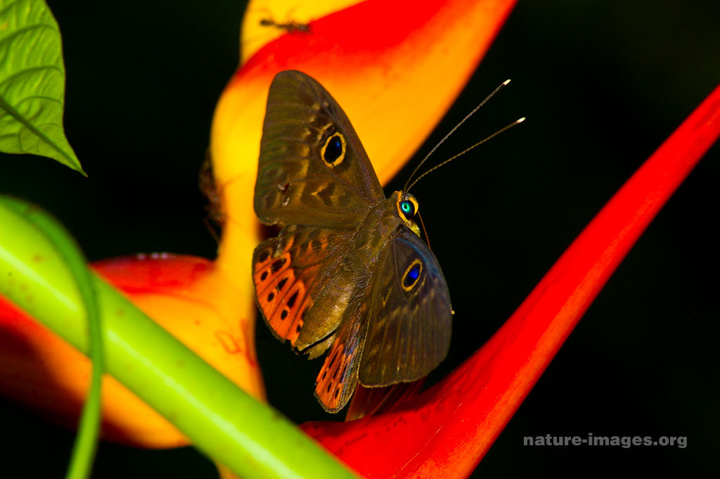 My Photography Adventure: Nature Photography Composition Tips | Nature ...