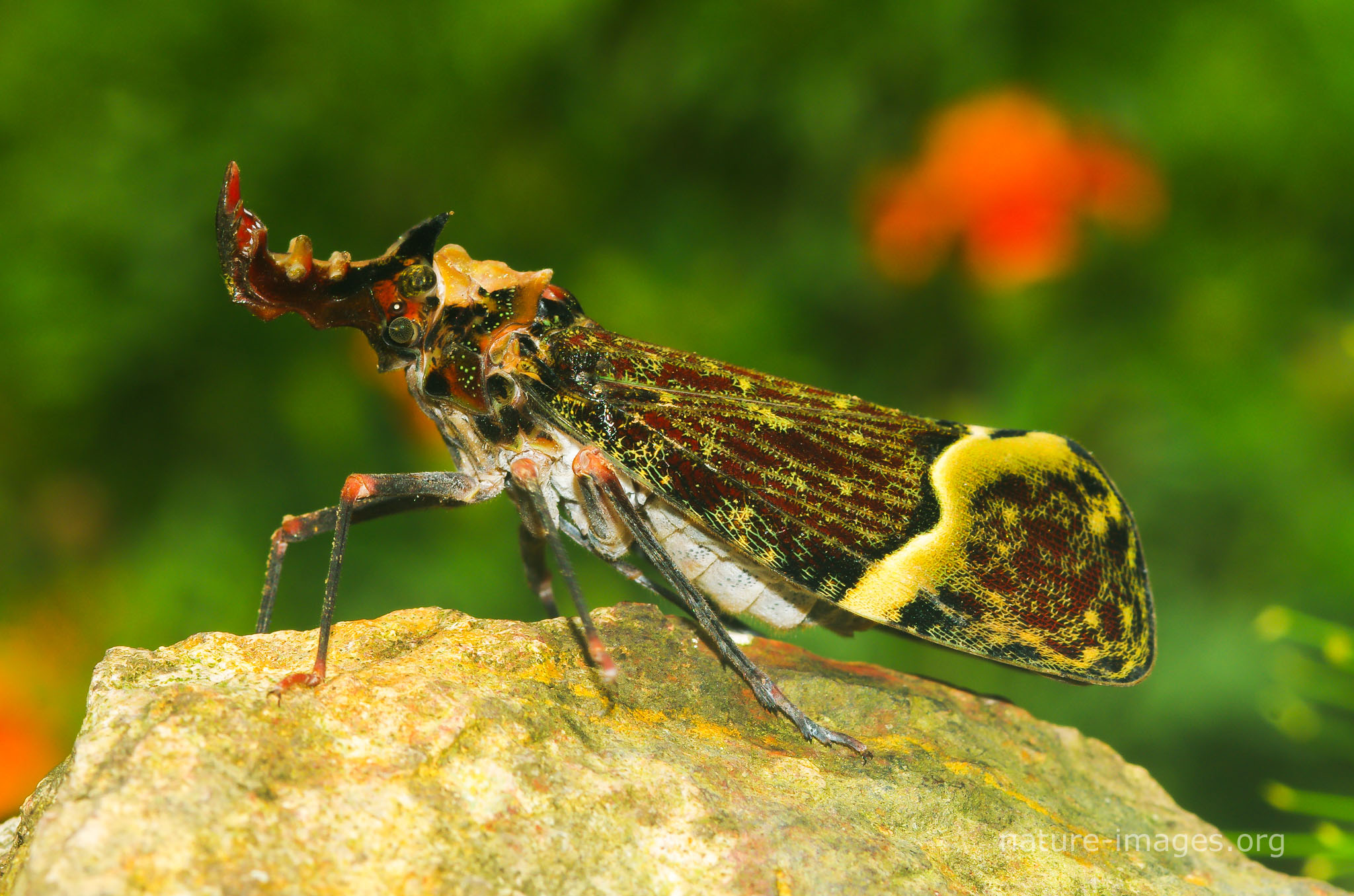 Insect Macros | Nature and wildlife image collection