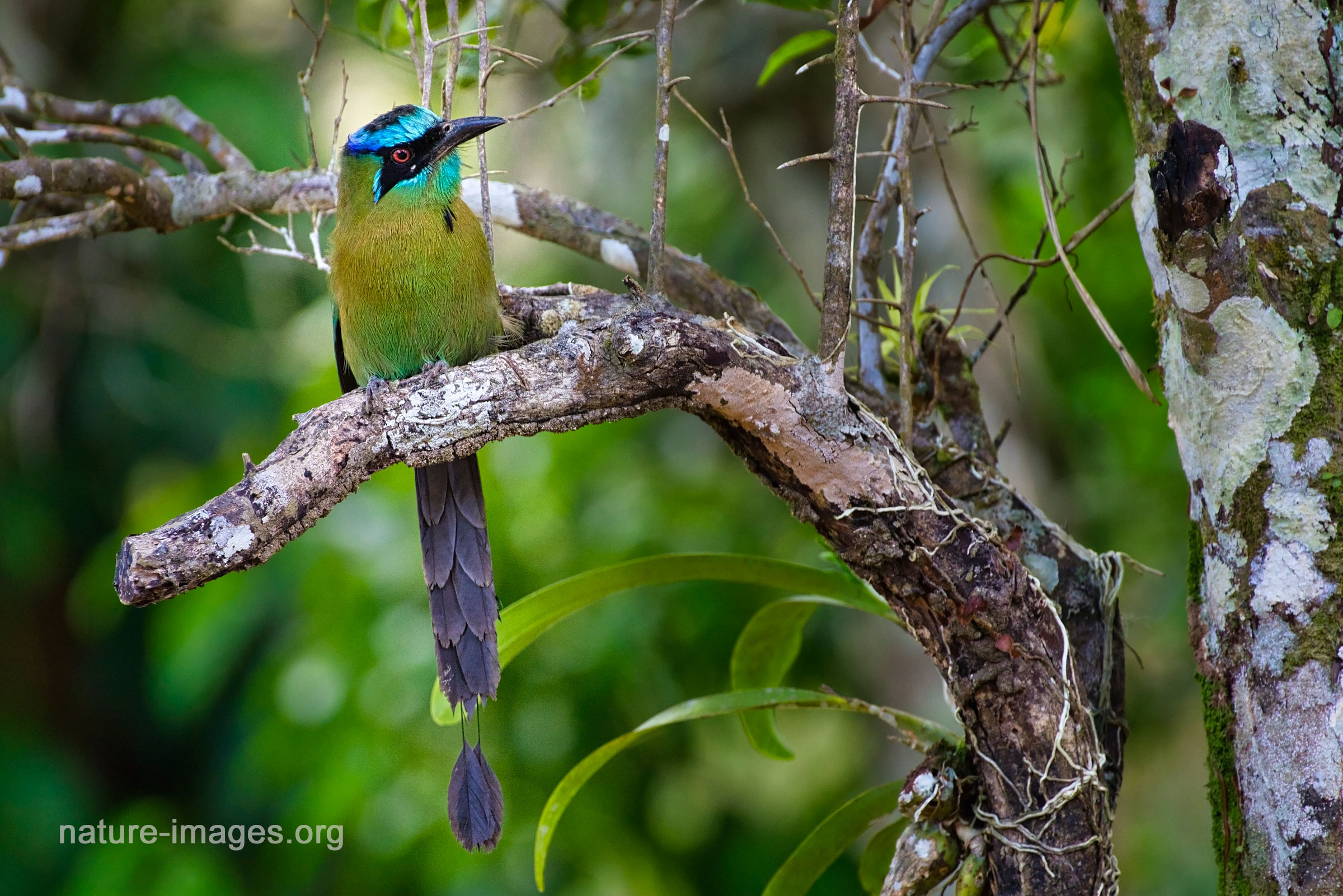 Blue crowned Motmot image