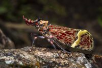 Nature and wildlife image collection | Nature Images - Wildlife Photos