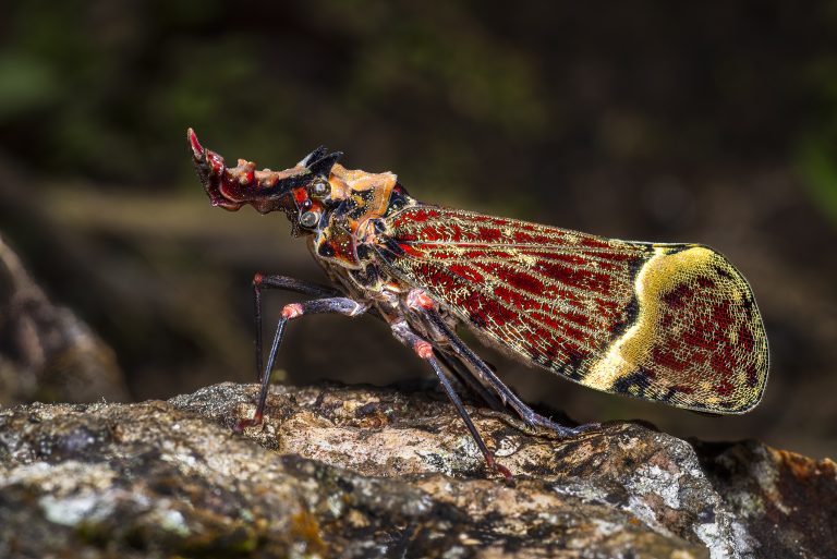 Nature and wildlife image collection | Nature Images - Wildlife Photos