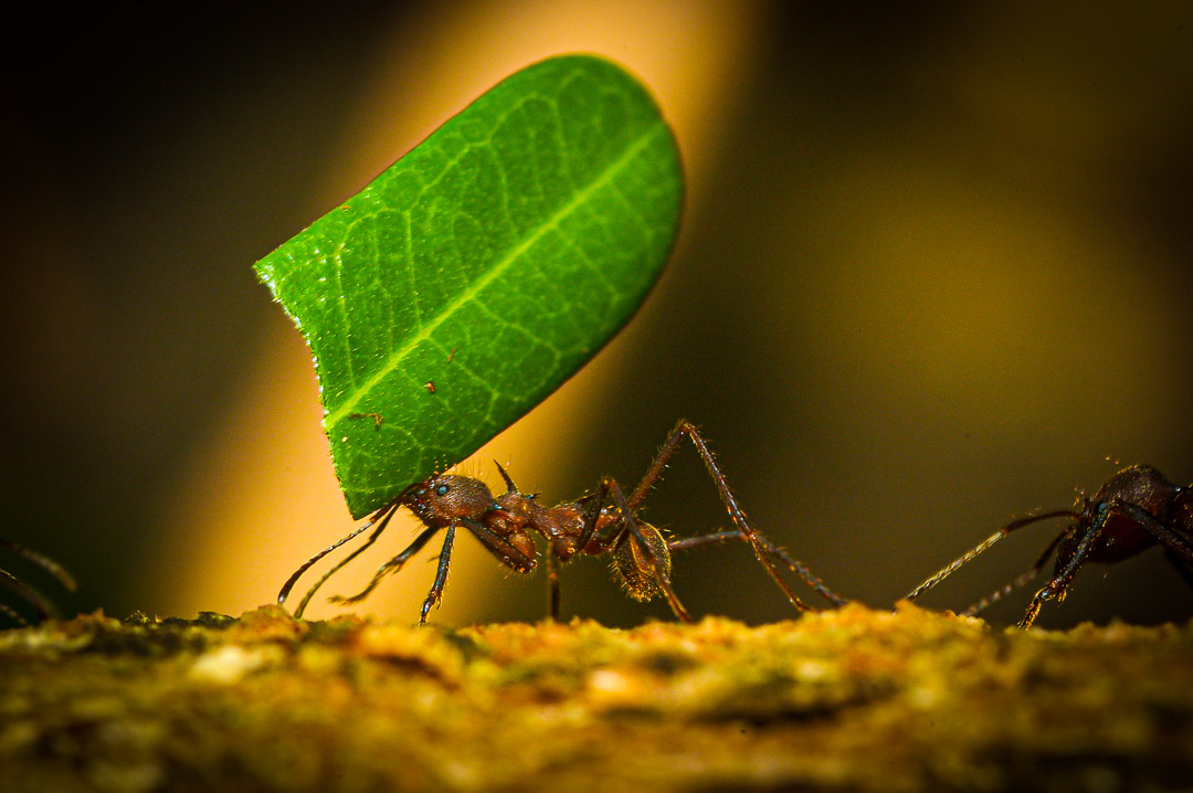 Amplifying Natures Details: The Magic of Macro Photography of Insects ...