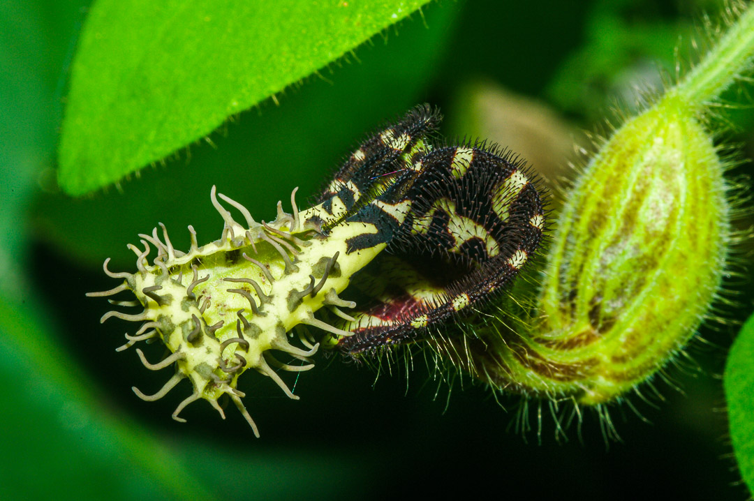 Amplifying Natures Details: The Magic of Macro Photography of Insects ...