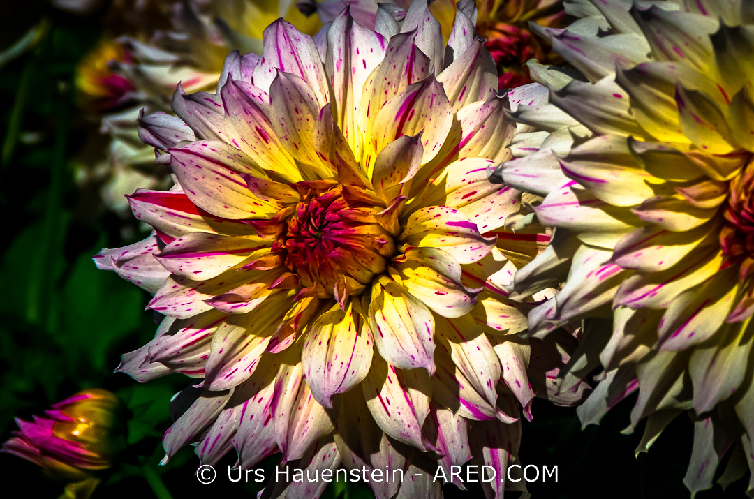 Nature Images | Nature and wildlife image collection