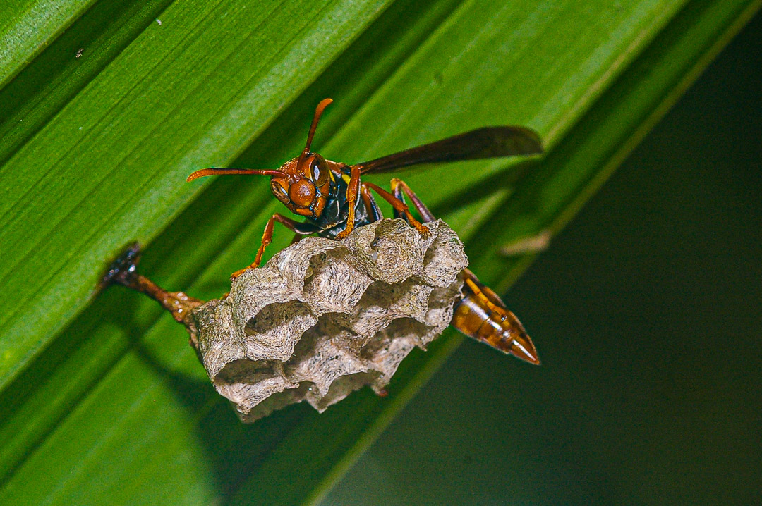 Amplifying Natures Details: The Magic of Macro Photography of Insects ...